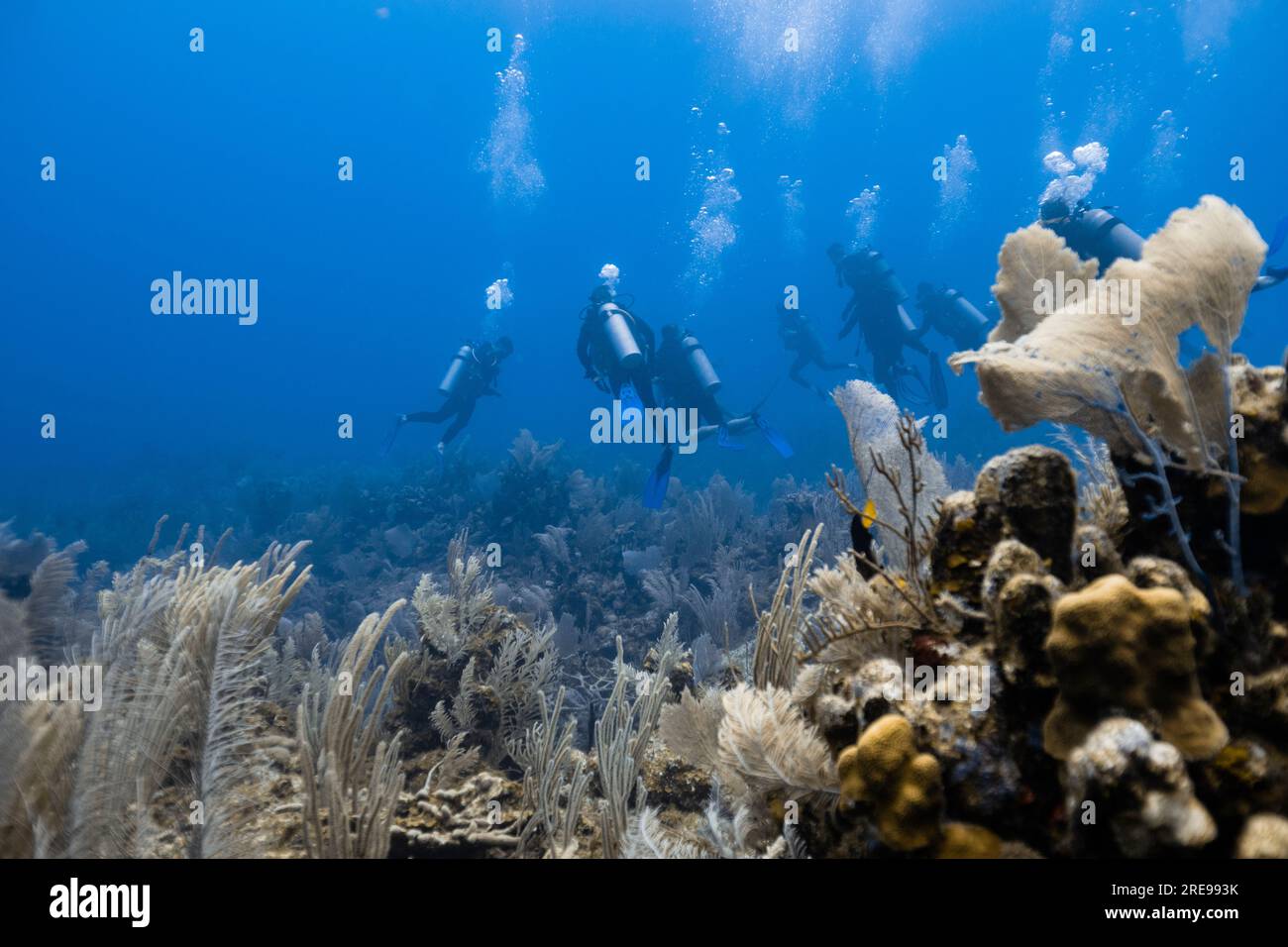 Many scuba divers in fins, masks and dive suits with tanks swimming ...