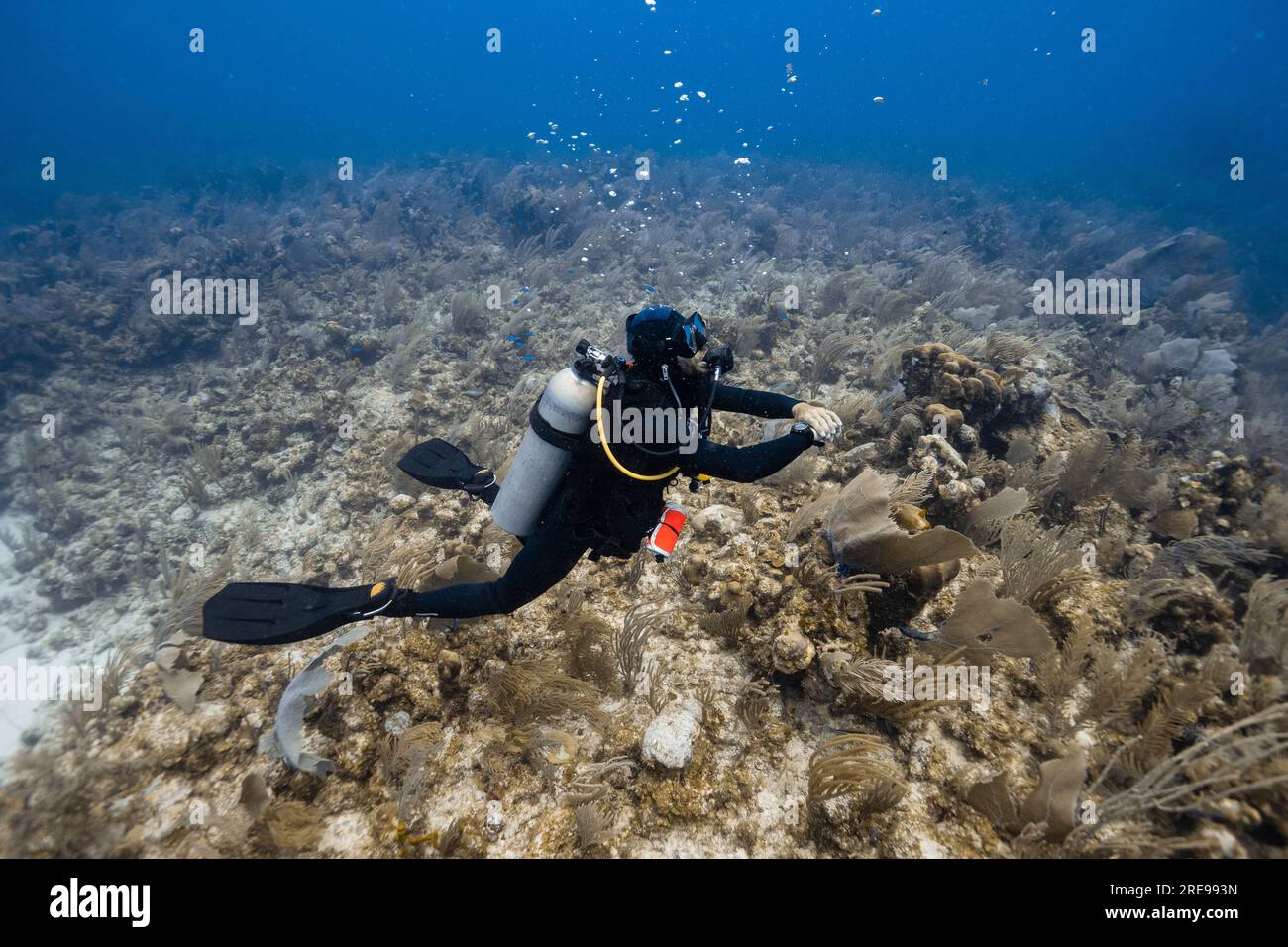 Side view of scuba diver swimming underwater with bubbles while ...