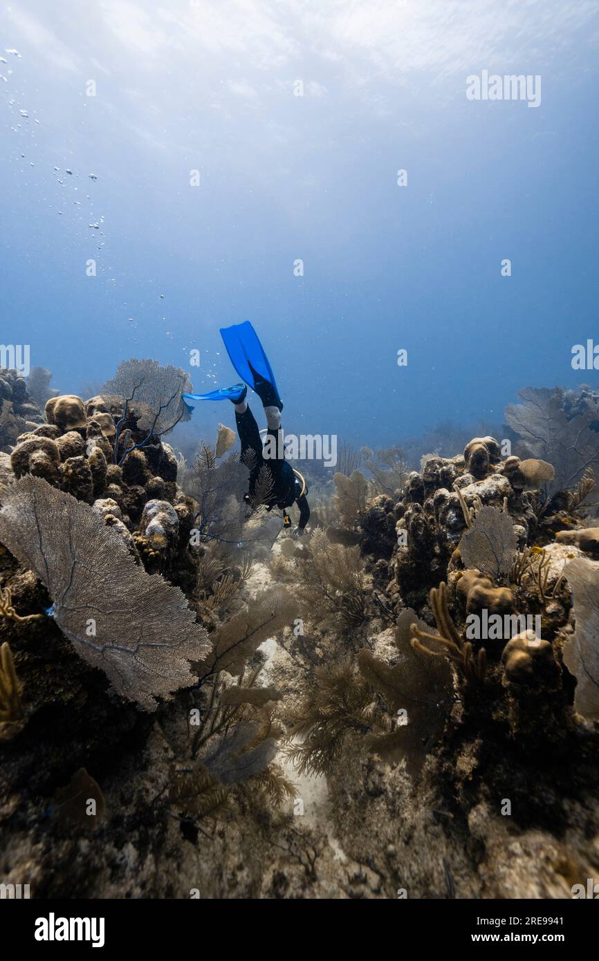 Scuba diver in wetsuit and flippers swimming underwater over coral reef ...