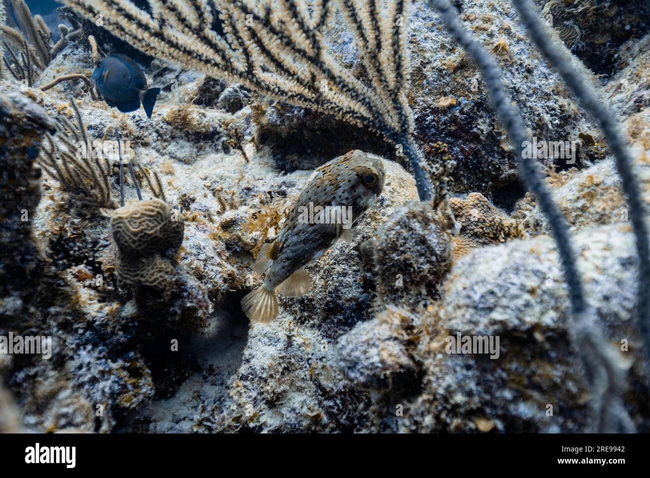 Exotic brown fish swimming between coral reefs growing underwater in ...