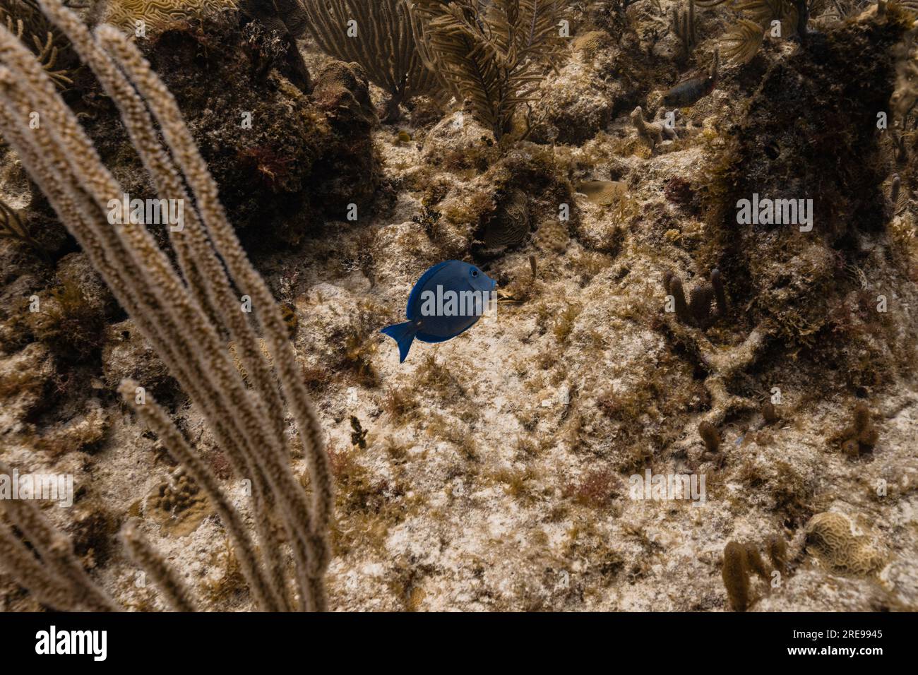 Picturesque underwater view of exotic fish swimming above corals with ...