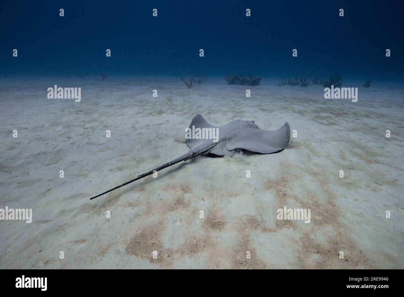 Back view of ray with big pectoral fins and long thin tail on sandy ...