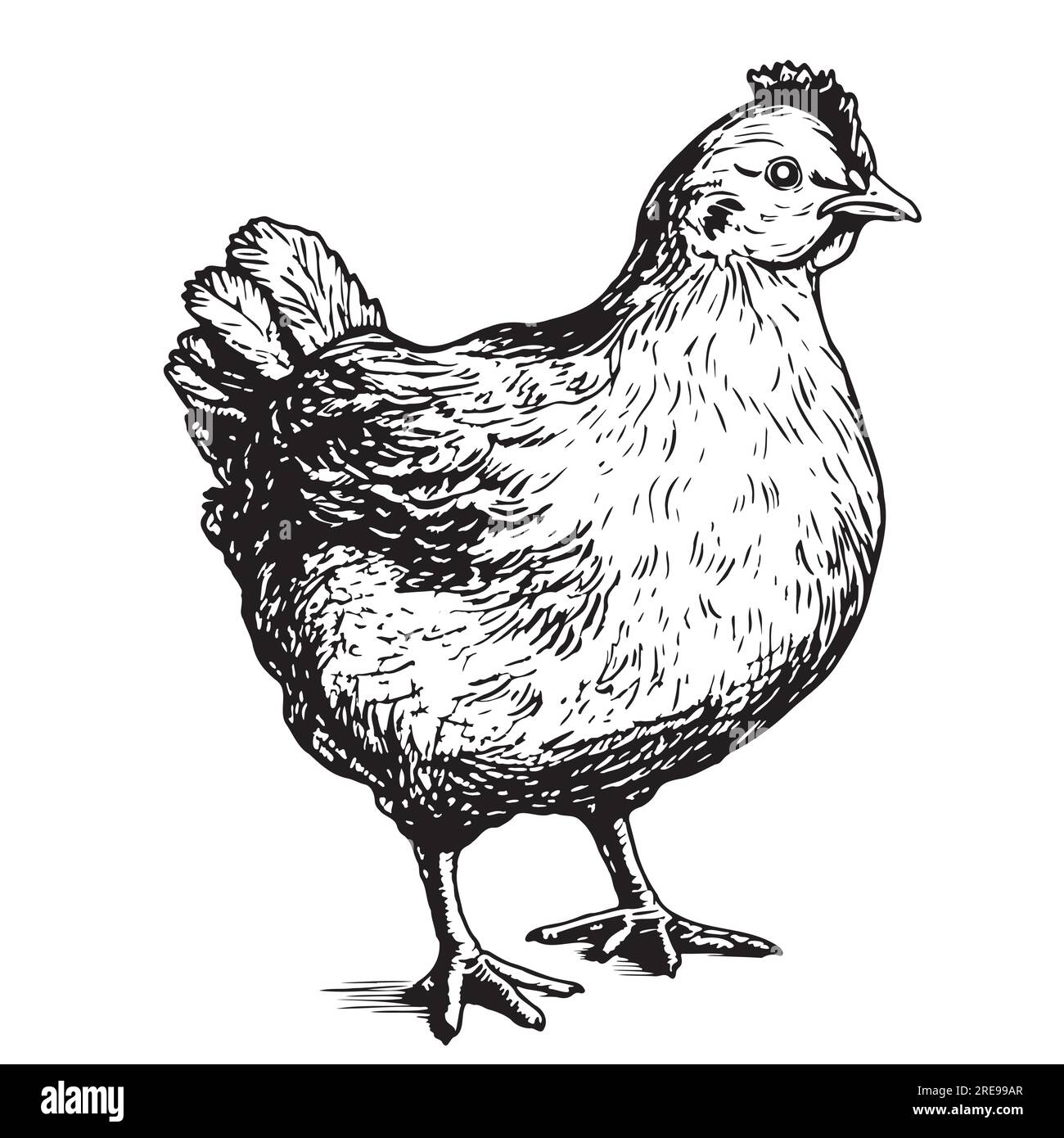 Cute farm chicken hen hand drawn sketch illustration Stock Vector Image ...