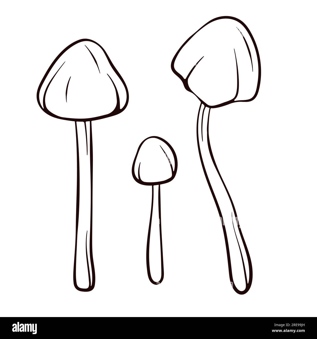 Conocybe Filaris inedible mushroom in line art style. Poisonous food ...