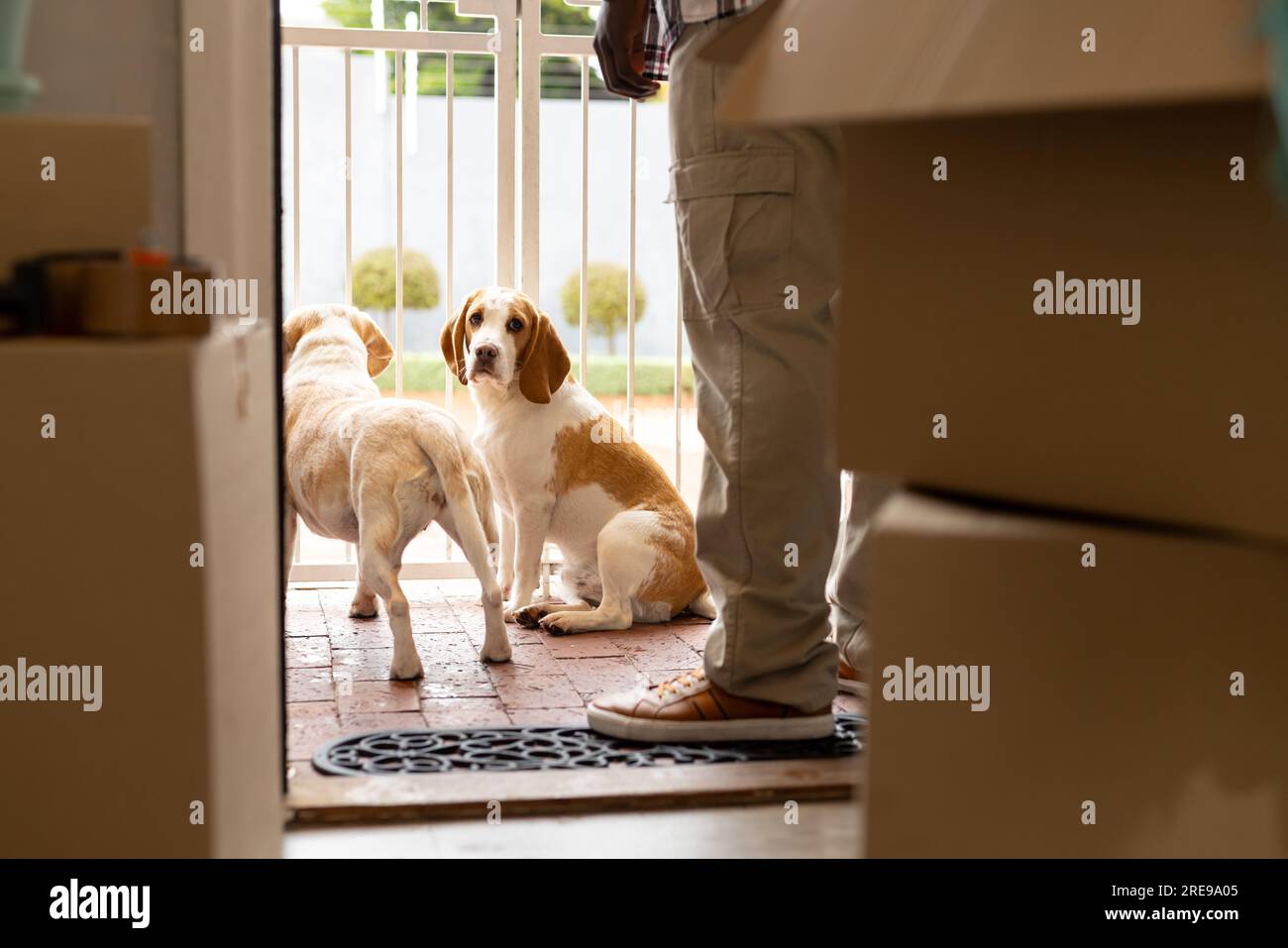 Domestic african dogs hi-res stock photography and images - Alamy
