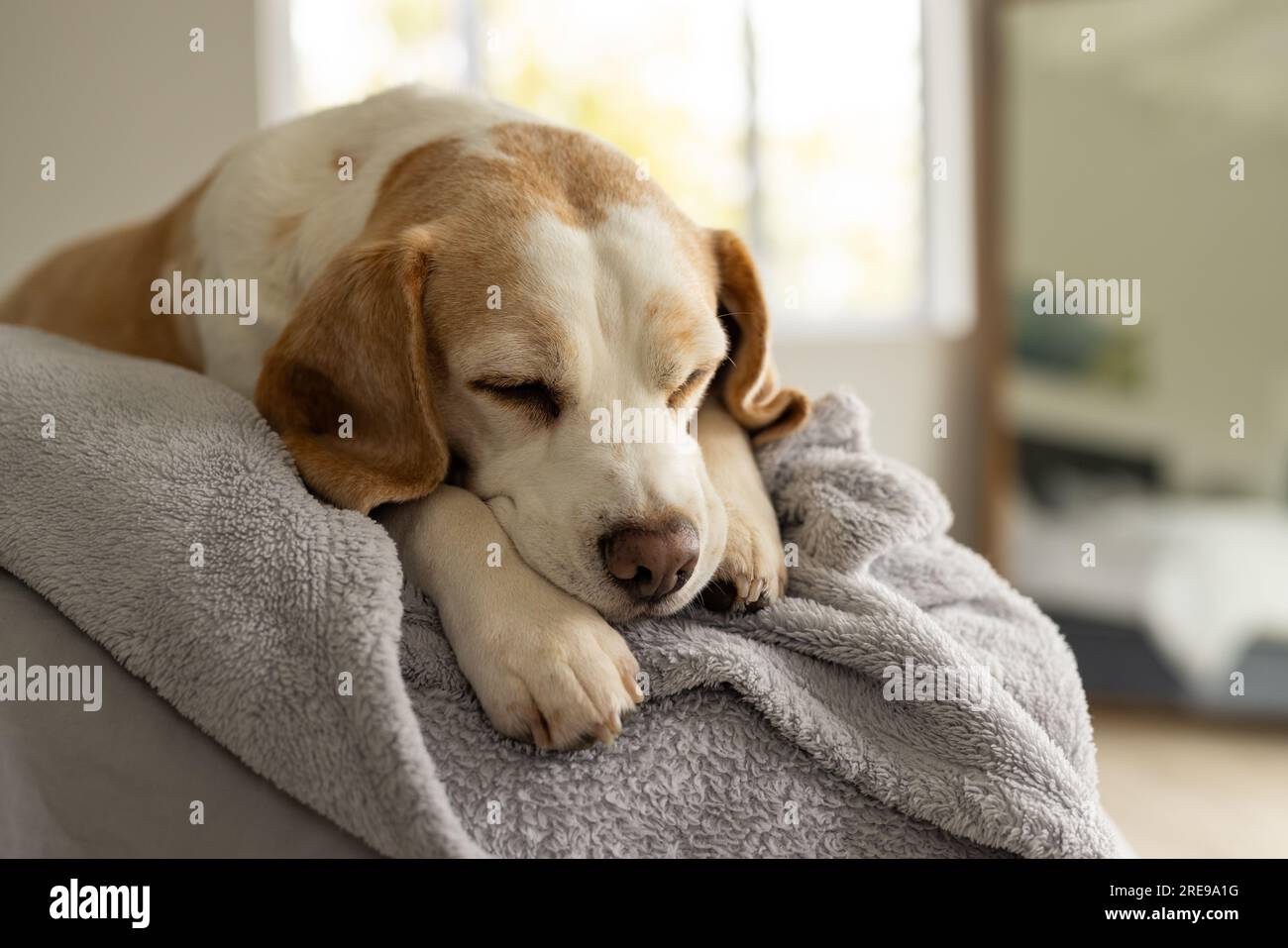 Room dog bed hi-res stock photography and images - Alamy