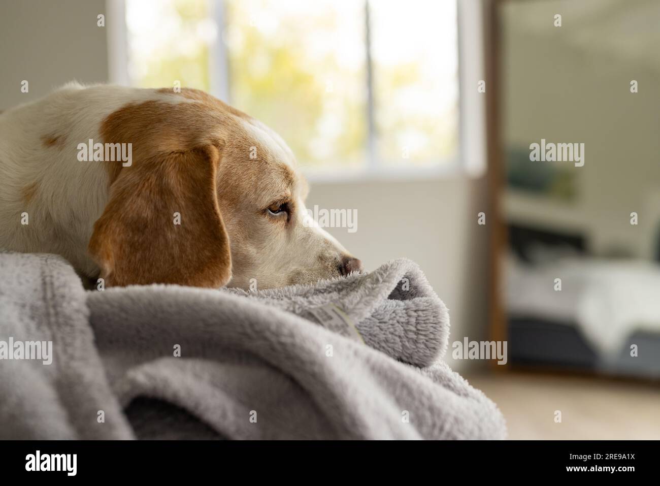 Pet lying on bed hi-res stock photography and images - Alamy