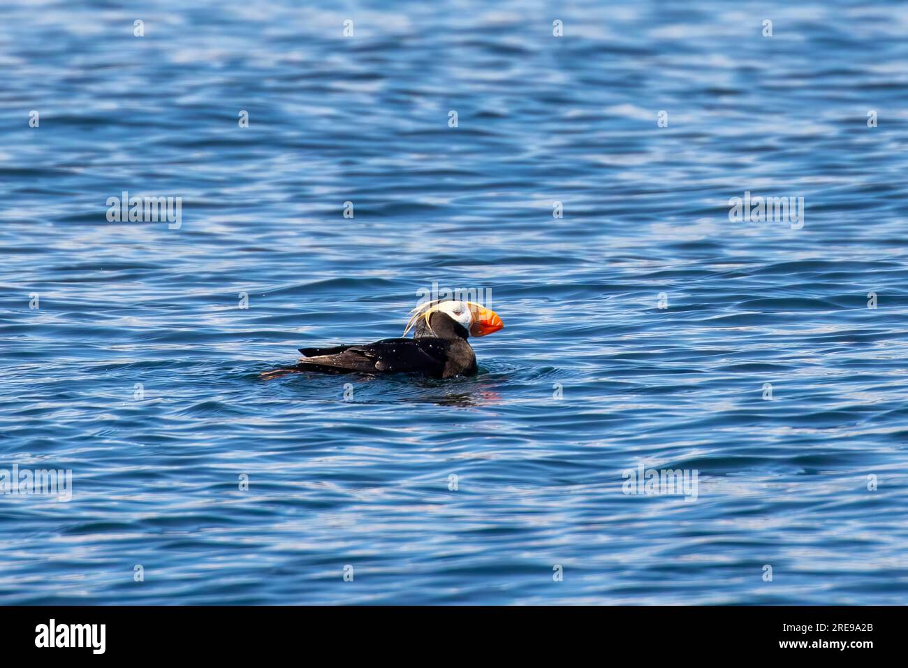 Profile of flying tufted puffin floating in water off coastal Kodiak ...
