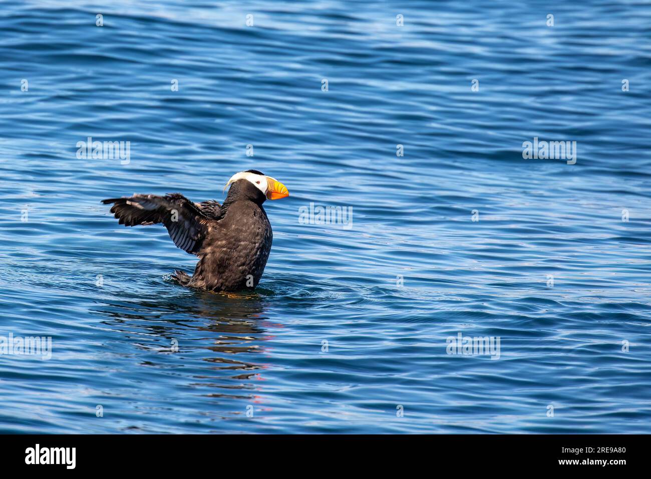 Profile of flying tufted puffin floating in water off coastal Kodiak ...