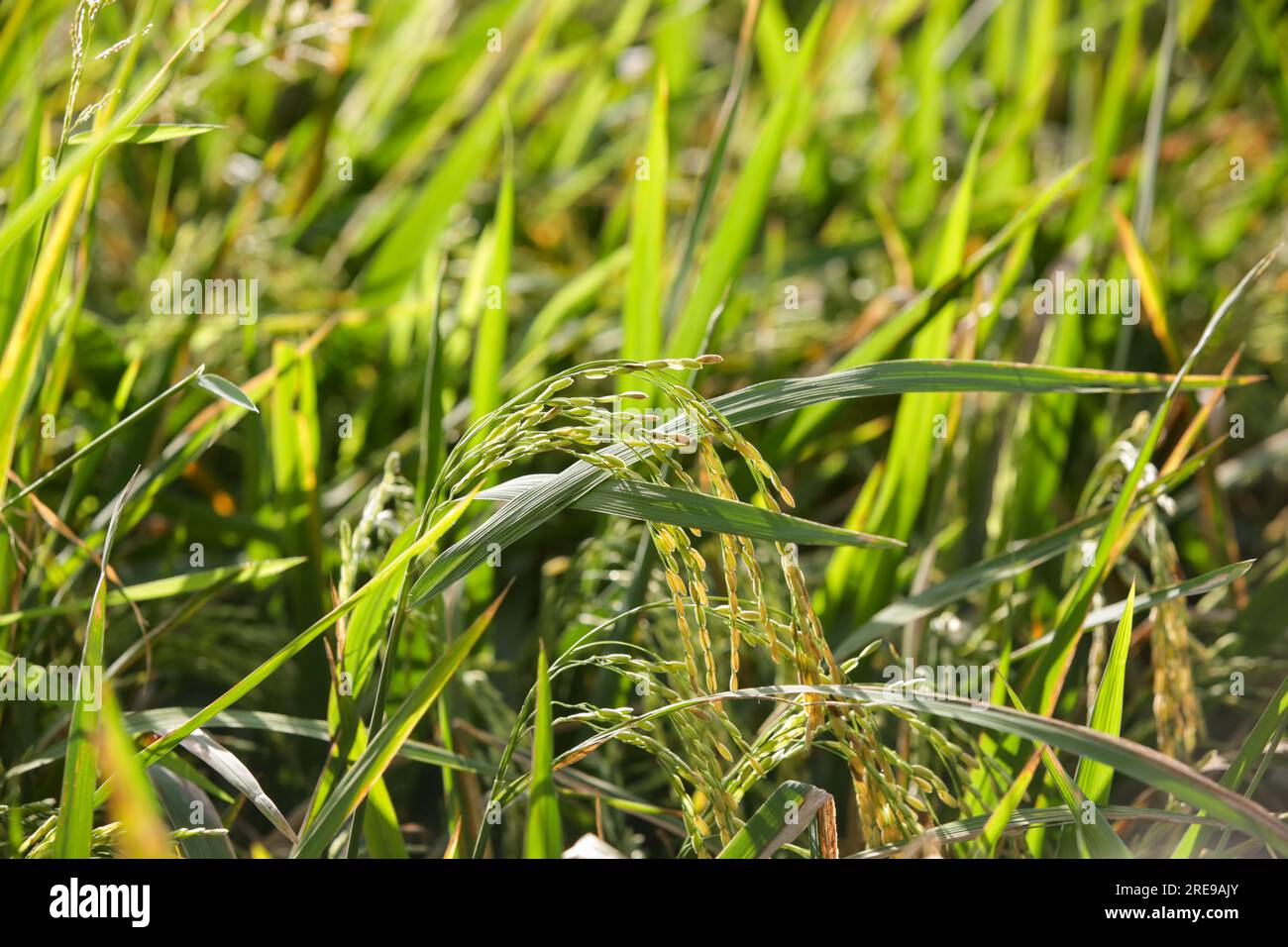Close up view paddy plant hi-res stock photography and images - Alamy
