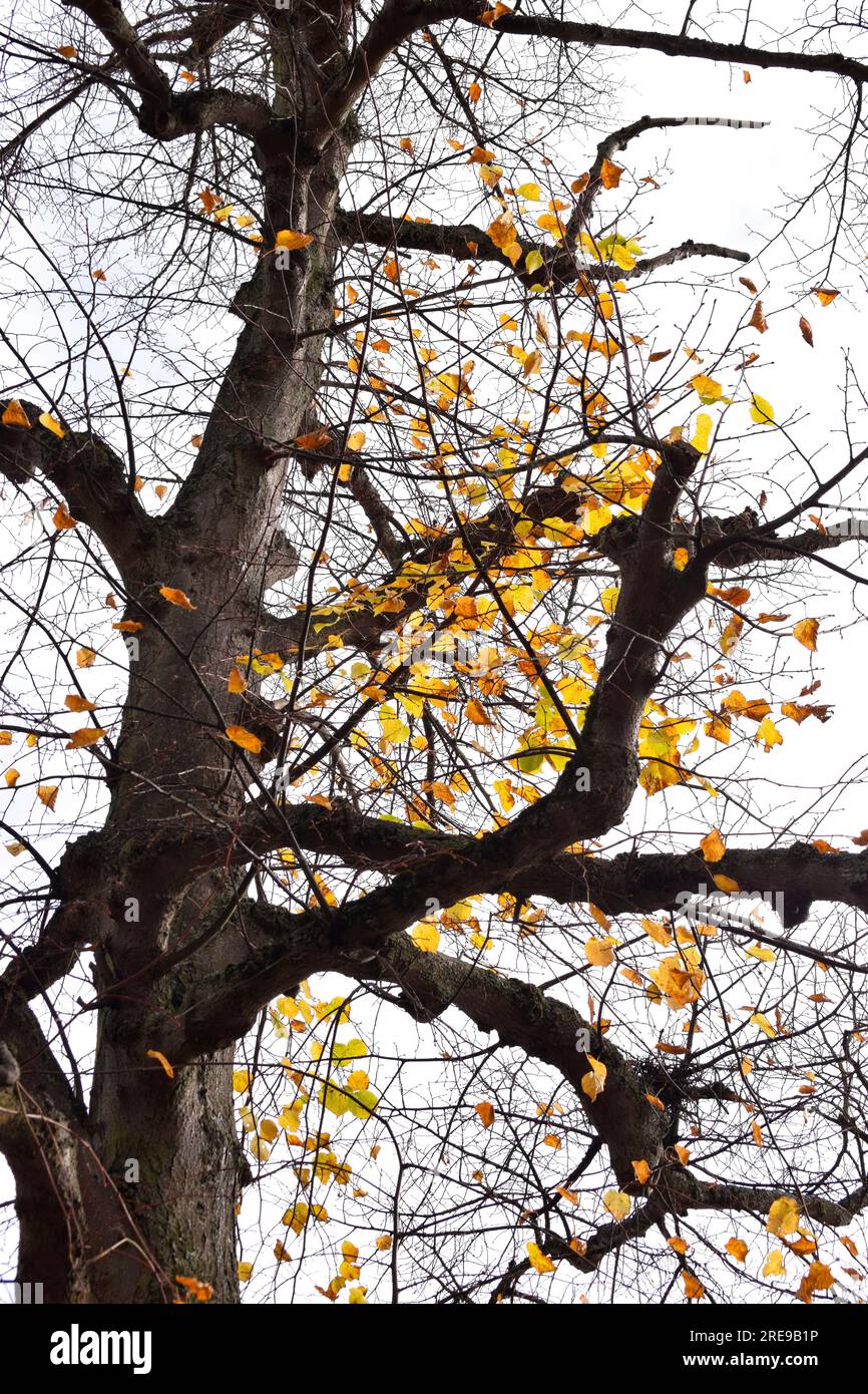 Sparse leaves hi-res stock photography and images - Alamy