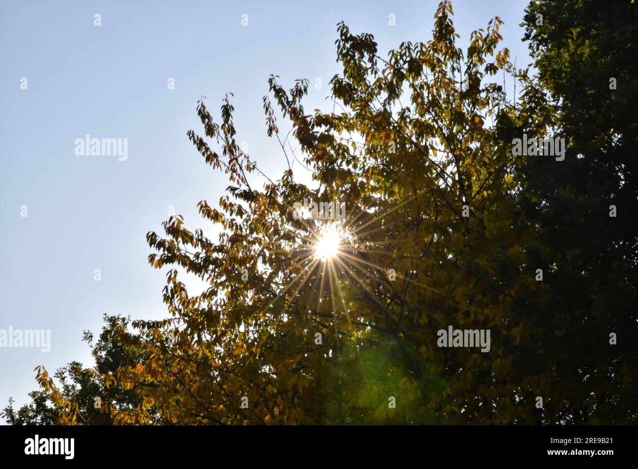 sun through autumn tree Stock Photo - Alamy