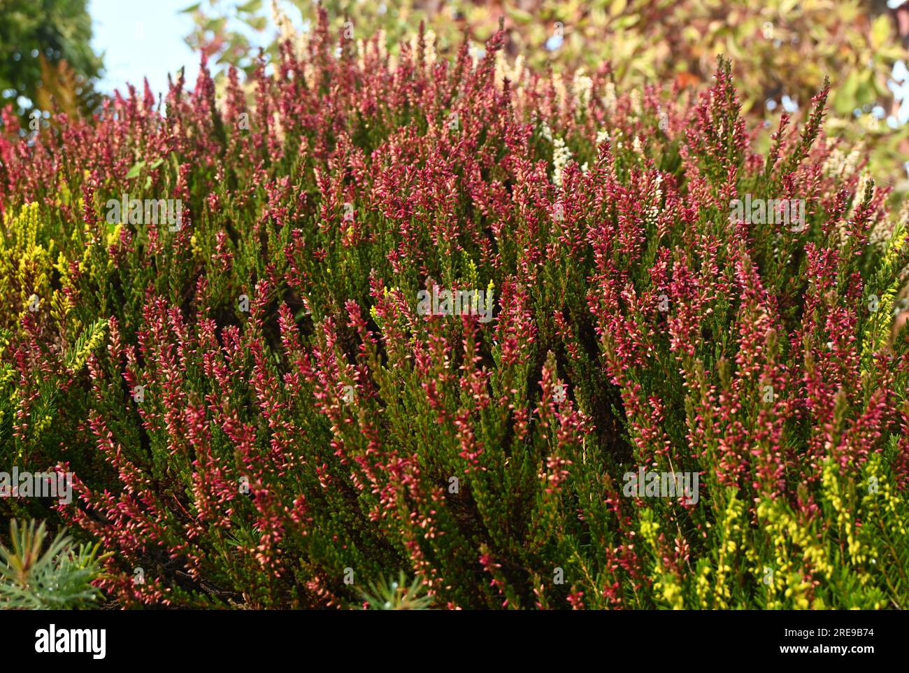 Heather wild flower hi-res stock photography and images - Alamy