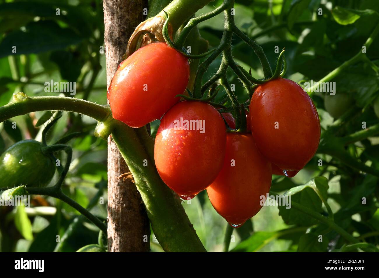 Bunch of four red tomatoes with droplets of water growing in an organic ...