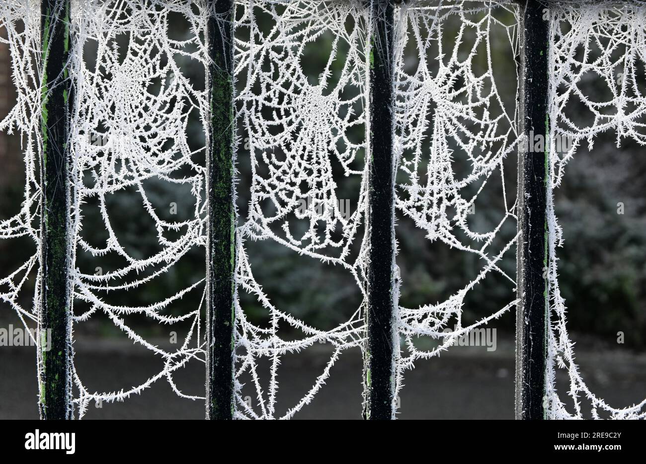 frozen cobwebs on railings Stock Photo - Alamy