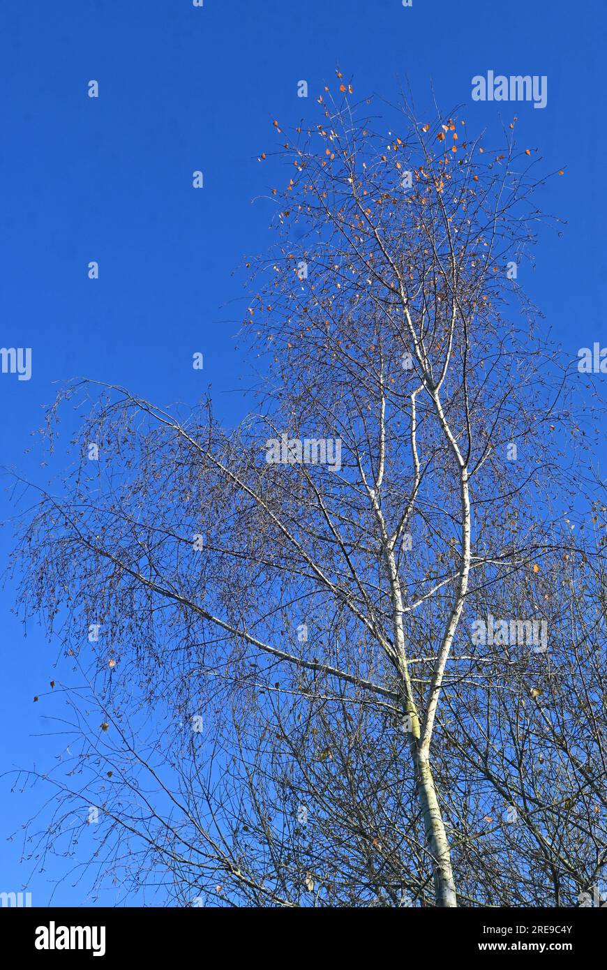Beech tree in winter hi-res stock photography and images - Alamy
