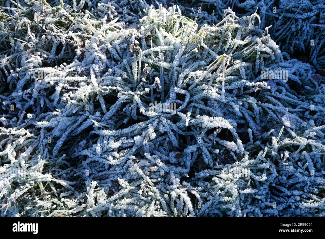 frosty grasses in landscape Stock Photo - Alamy