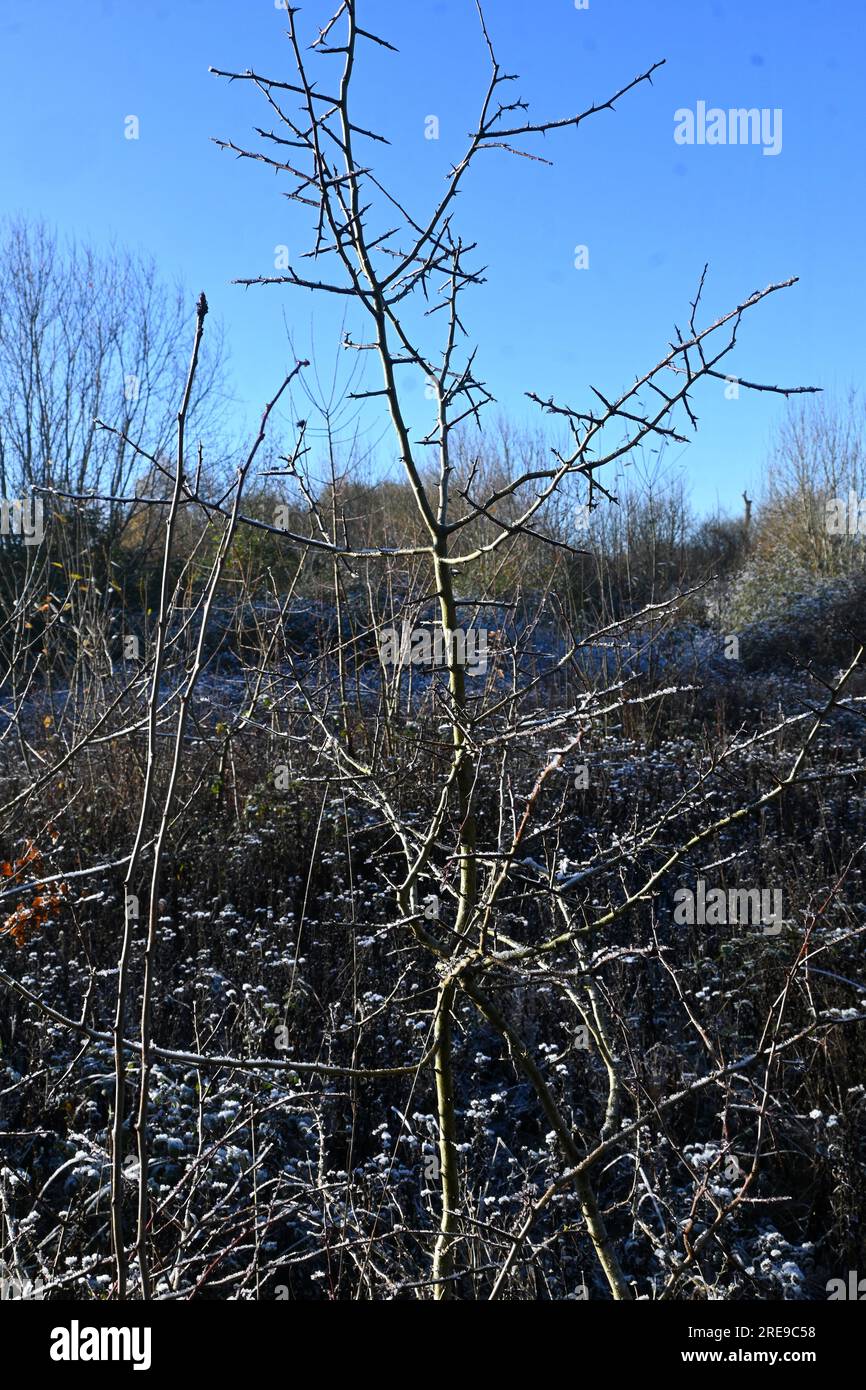 Thorny branches hi-res stock photography and images - Alamy