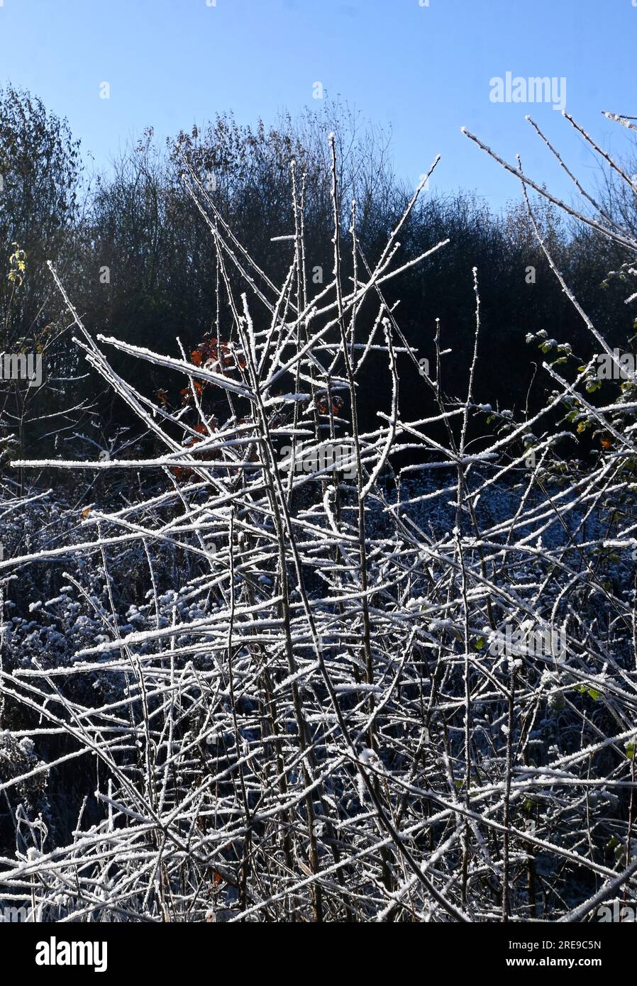 Icey branches hi-res stock photography and images - Alamy