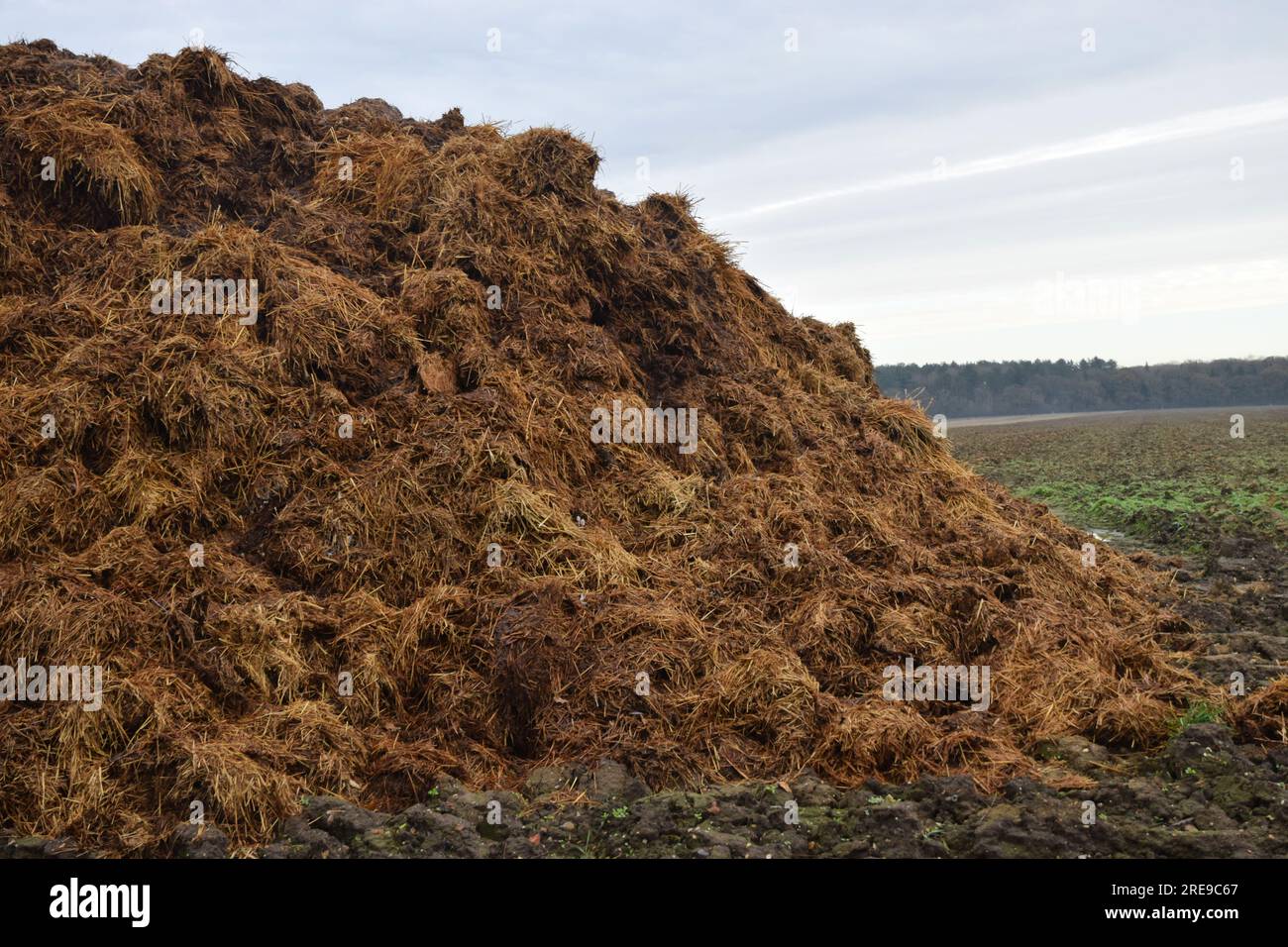 pile of dung, suffolk,, england Stock Photo - Alamy