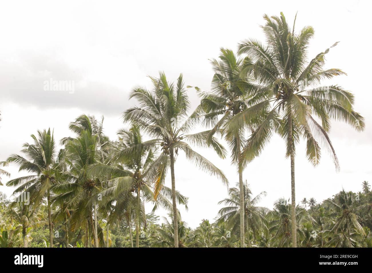 Tall coconut palm trees in Bali, Indonesia Stock Photo - Alamy