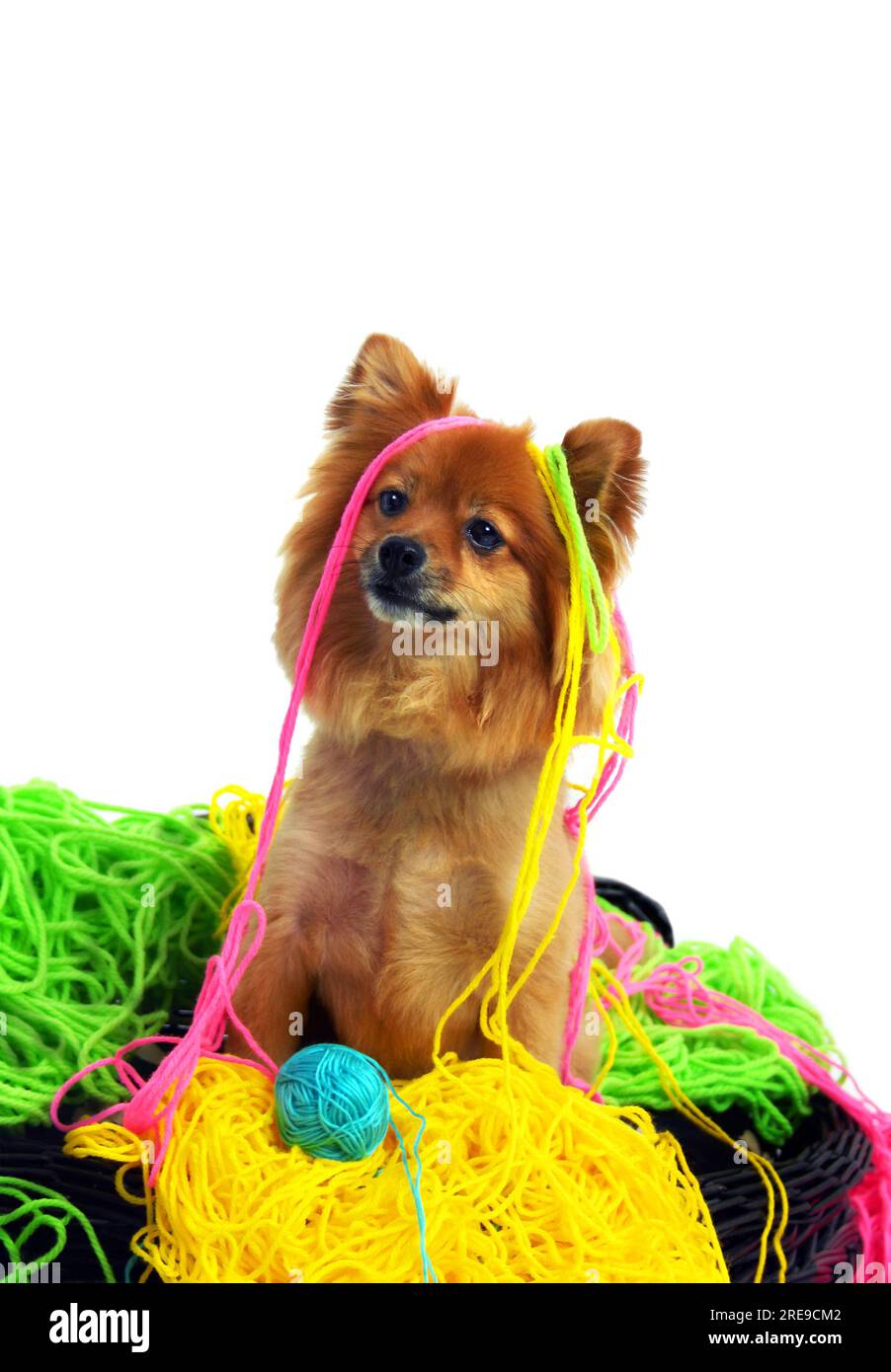 Caught in the deed, this Pomeranian is draped in colorful yarn. His ...