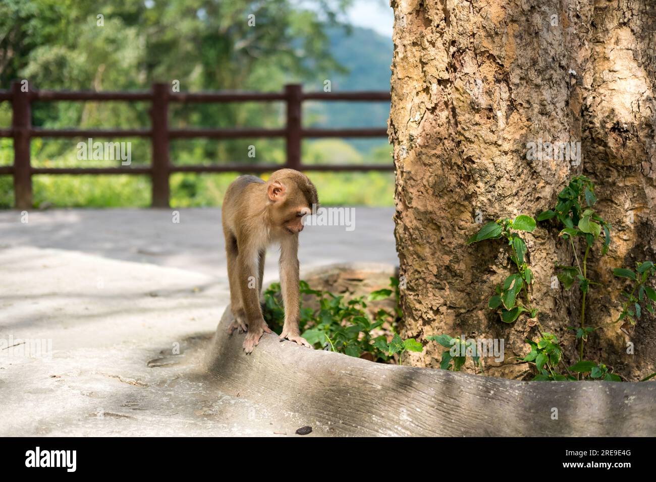 Monkeys under trees hi-res stock photography and images - Alamy