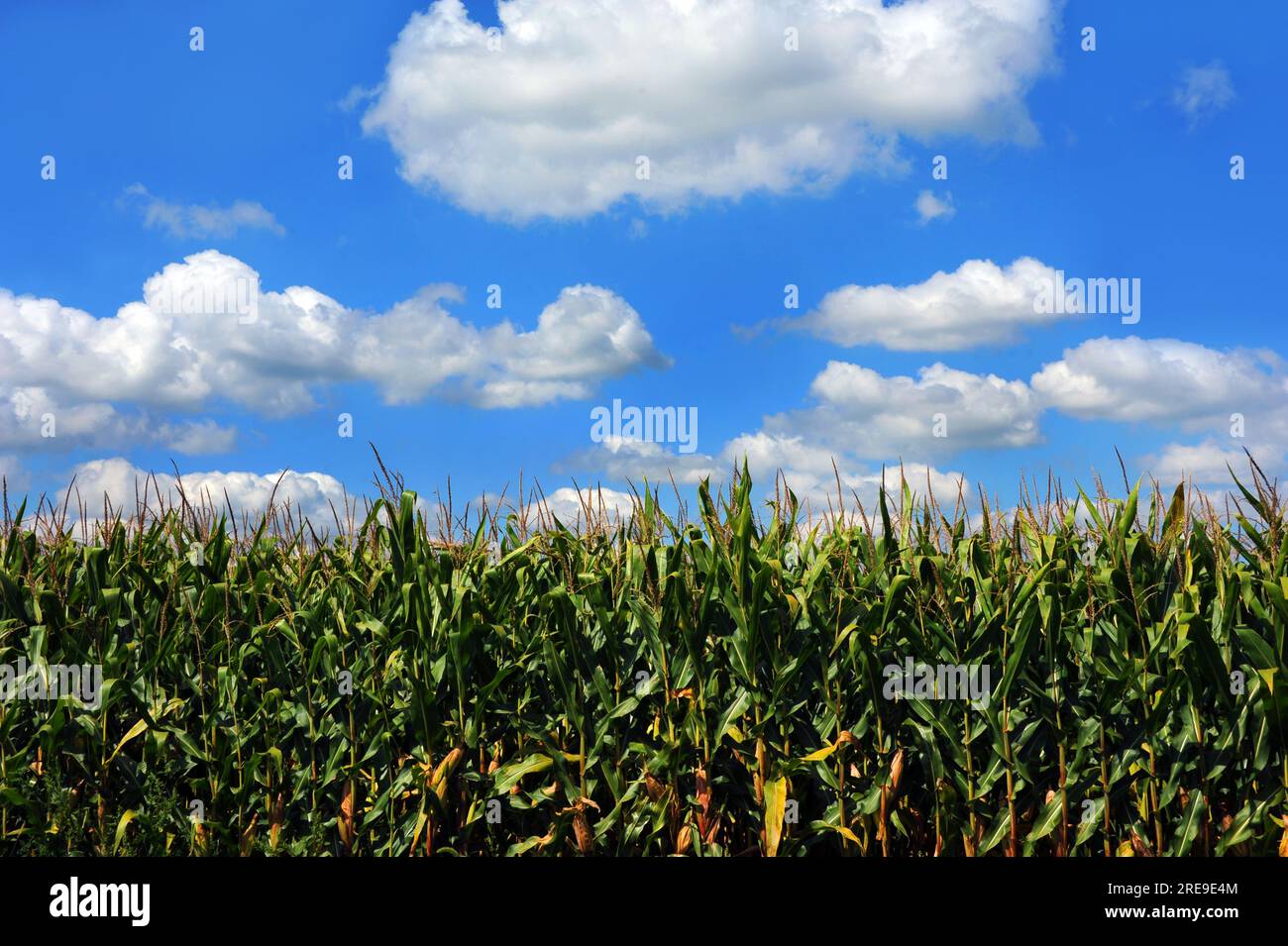 Background image shows green, corn crop in a Wisconsin field. Blue sky ...