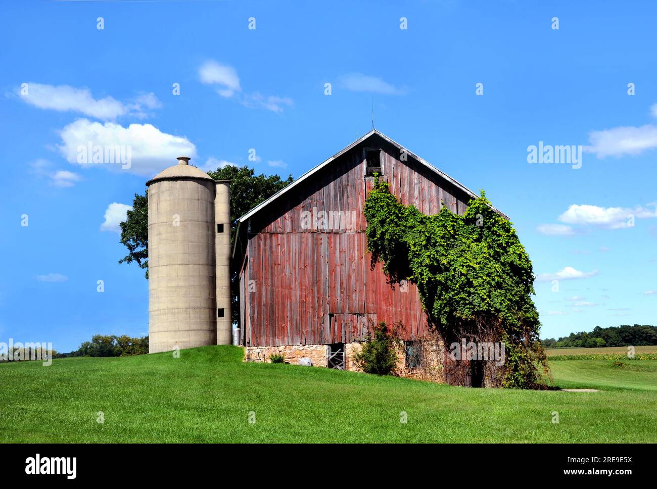 Weathered, wooden barn is overgrown with ivy. Red barn sits besides ...