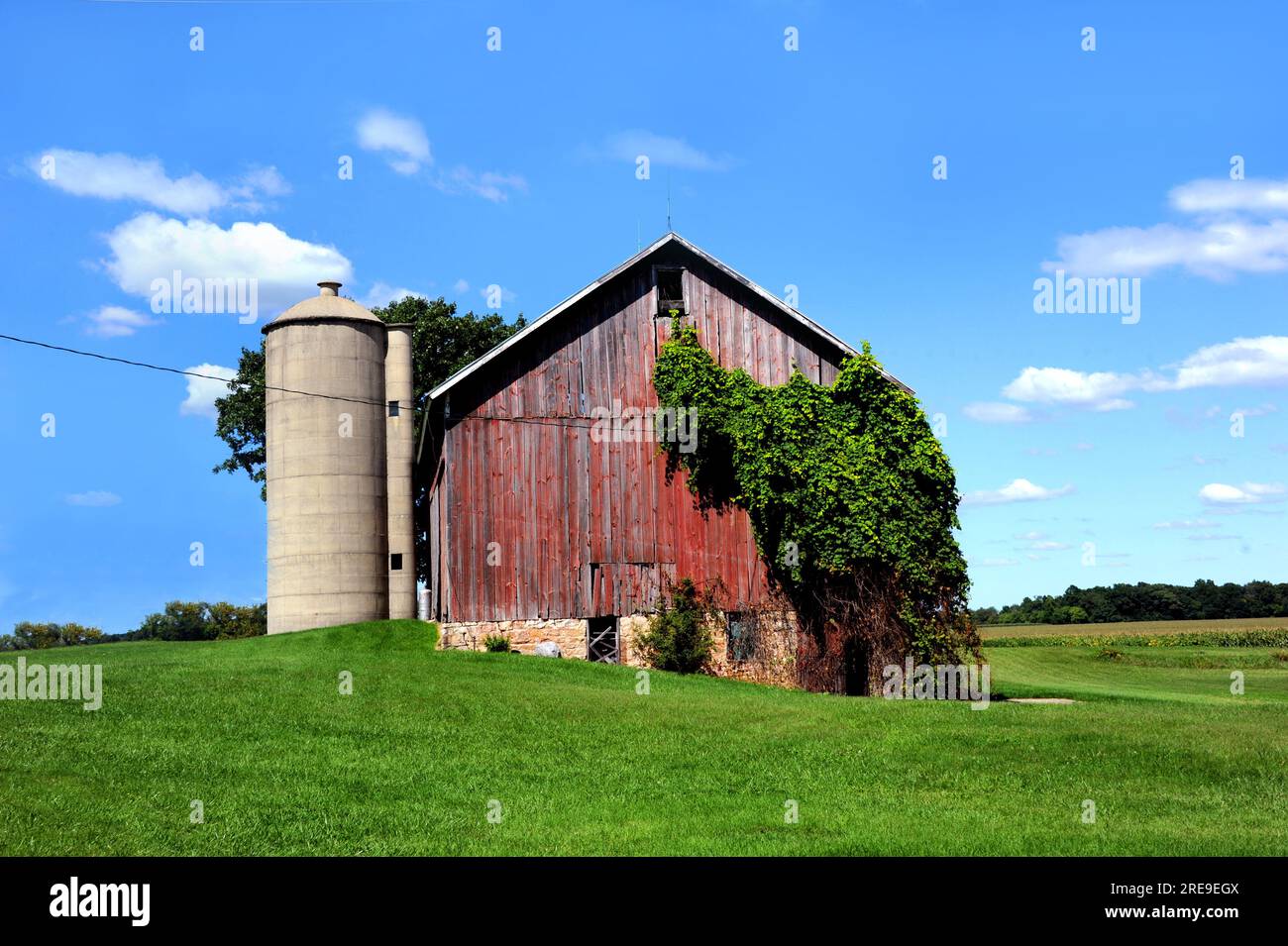 Old red, wooden barn is becoming overgrown with ivy. Barn sits besides ...