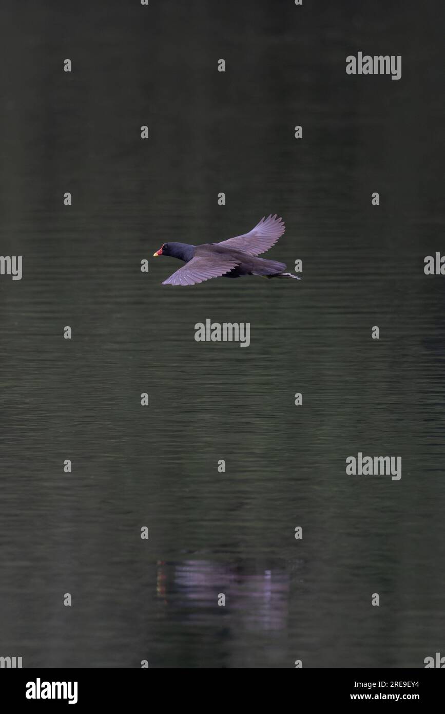 Flying moorhen hi-res stock photography and images - Alamy