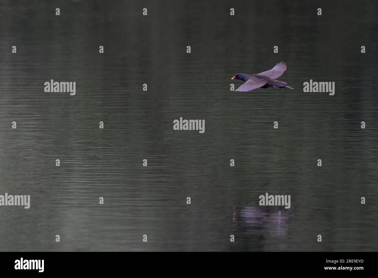 Flying moorhen hi-res stock photography and images - Alamy