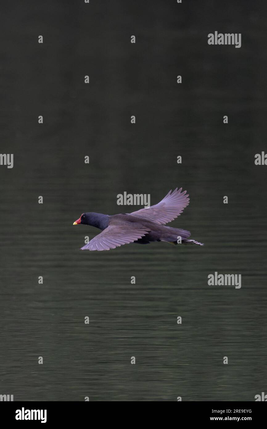 Flying moorhen hi-res stock photography and images - Alamy