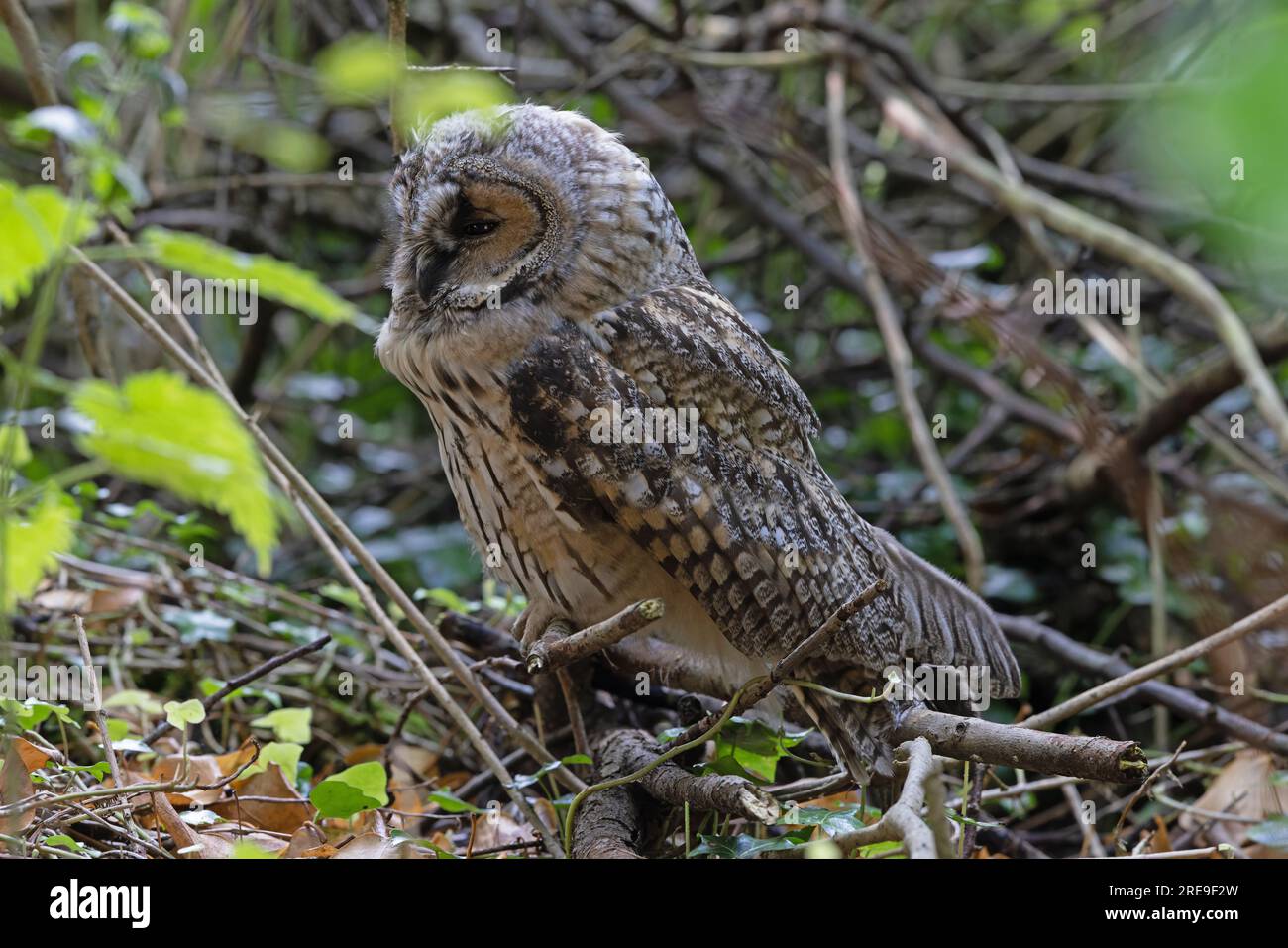 Long eared owls uk hi-res stock photography and images - Alamy