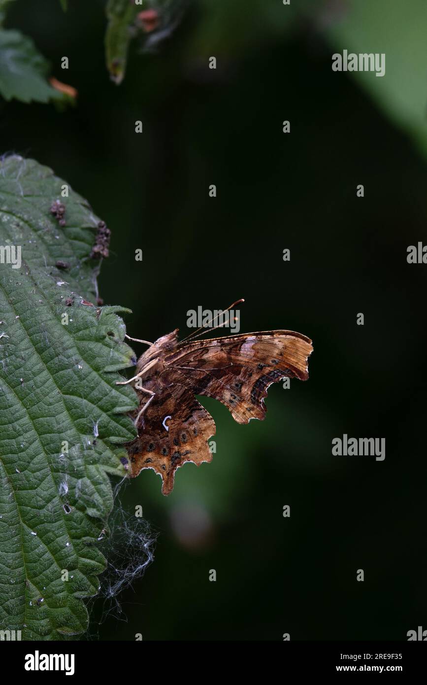 Underwing of comma butterfly hi-res stock photography and images - Alamy