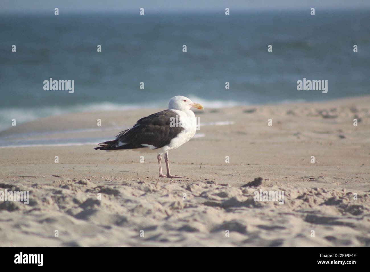 Beautiful surroundings in Long Beach Island Stock Photo - Alamy