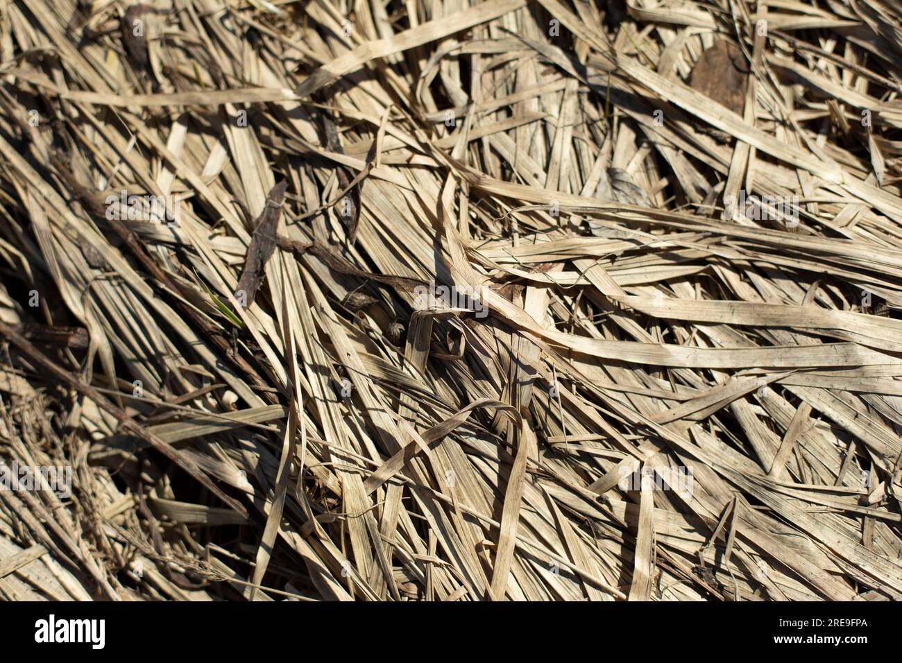 Dry grass in spring. Plant texture. Plexus of stems Stock Photo - Alamy