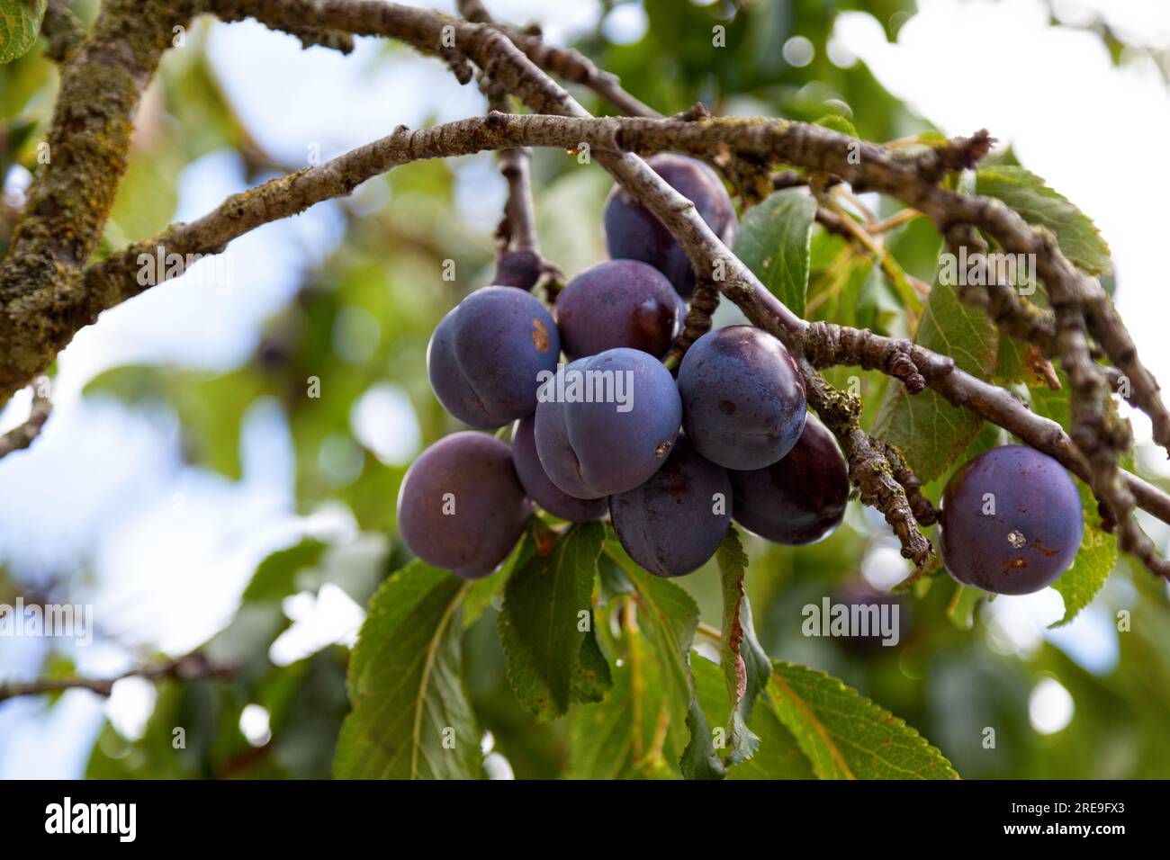Damson tree garden hi-res stock photography and images - Alamy