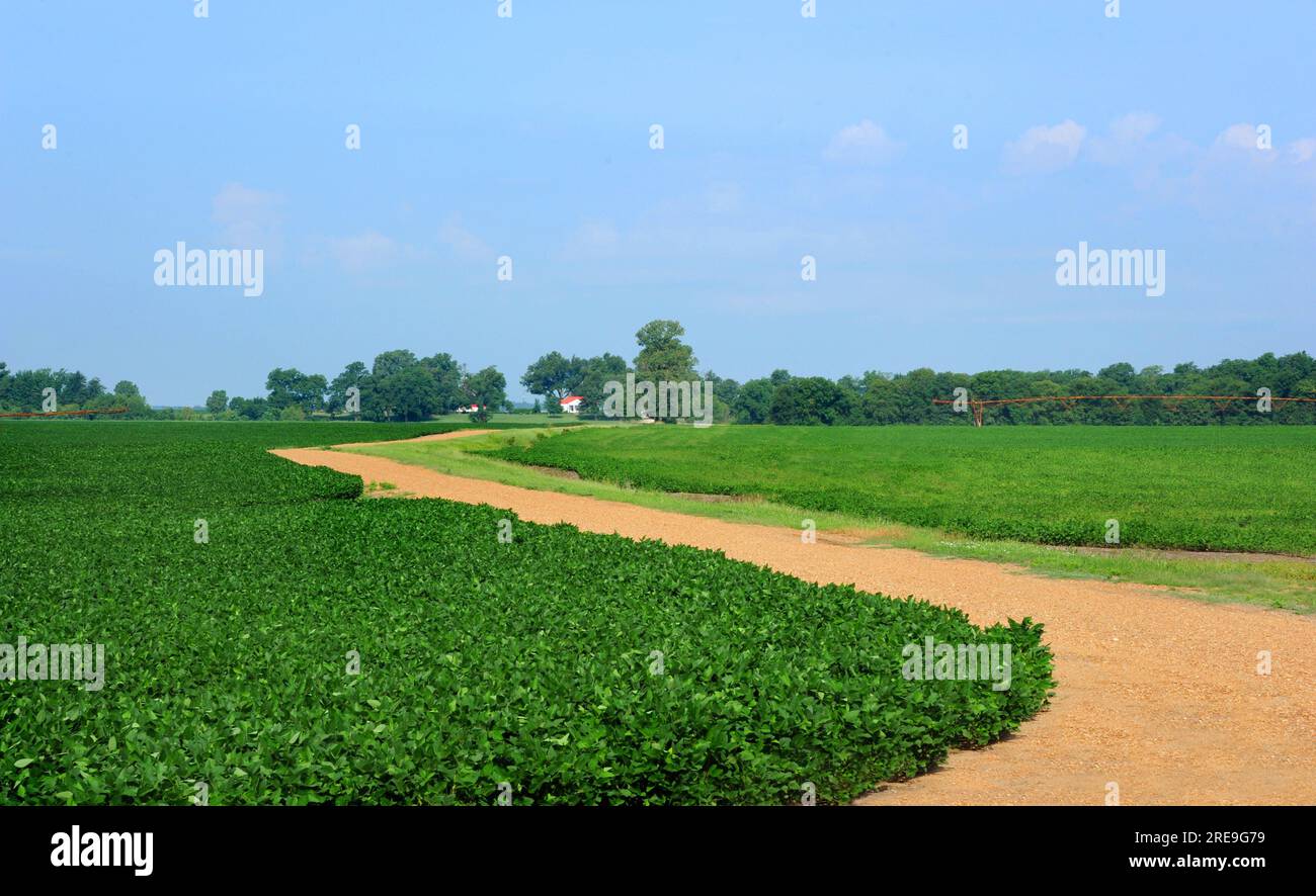 Farm scene shows vivid green crops and irrigatiion equipment. House and ...