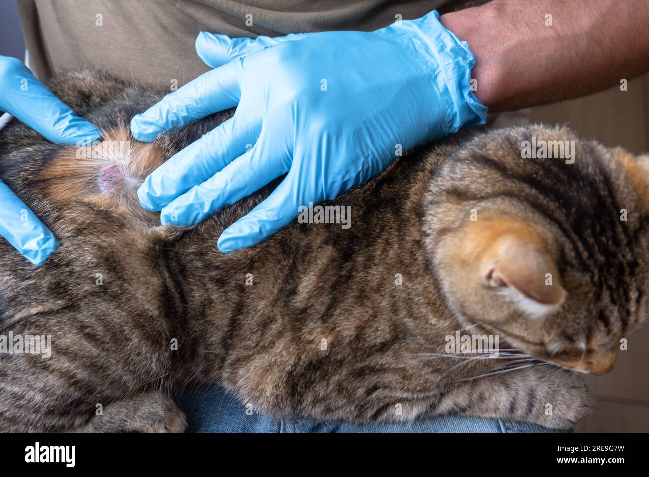 The fungal disease lichen in a cat under the coat is a dry crust of ...