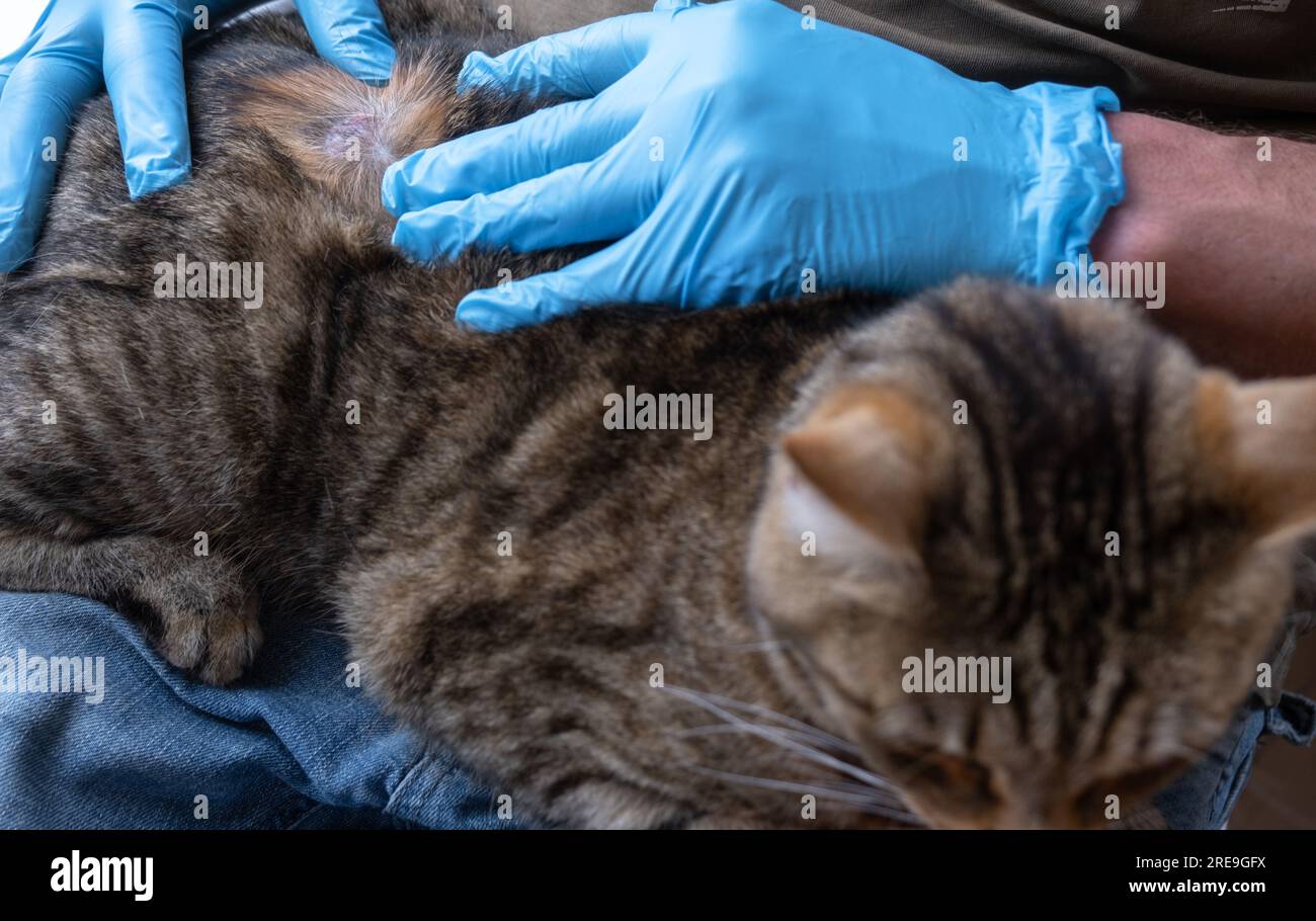 The fungal disease lichen in a cat under the coat is a dry crust of ...
