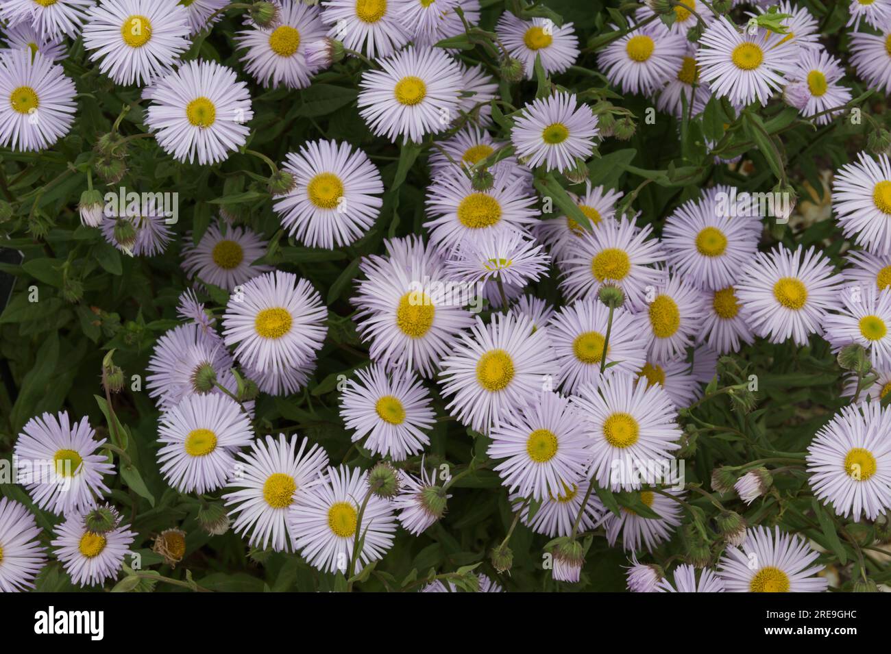 Pale pinky mauve summer daisy flowers of Erigeron 'Quakeress' in UK ...