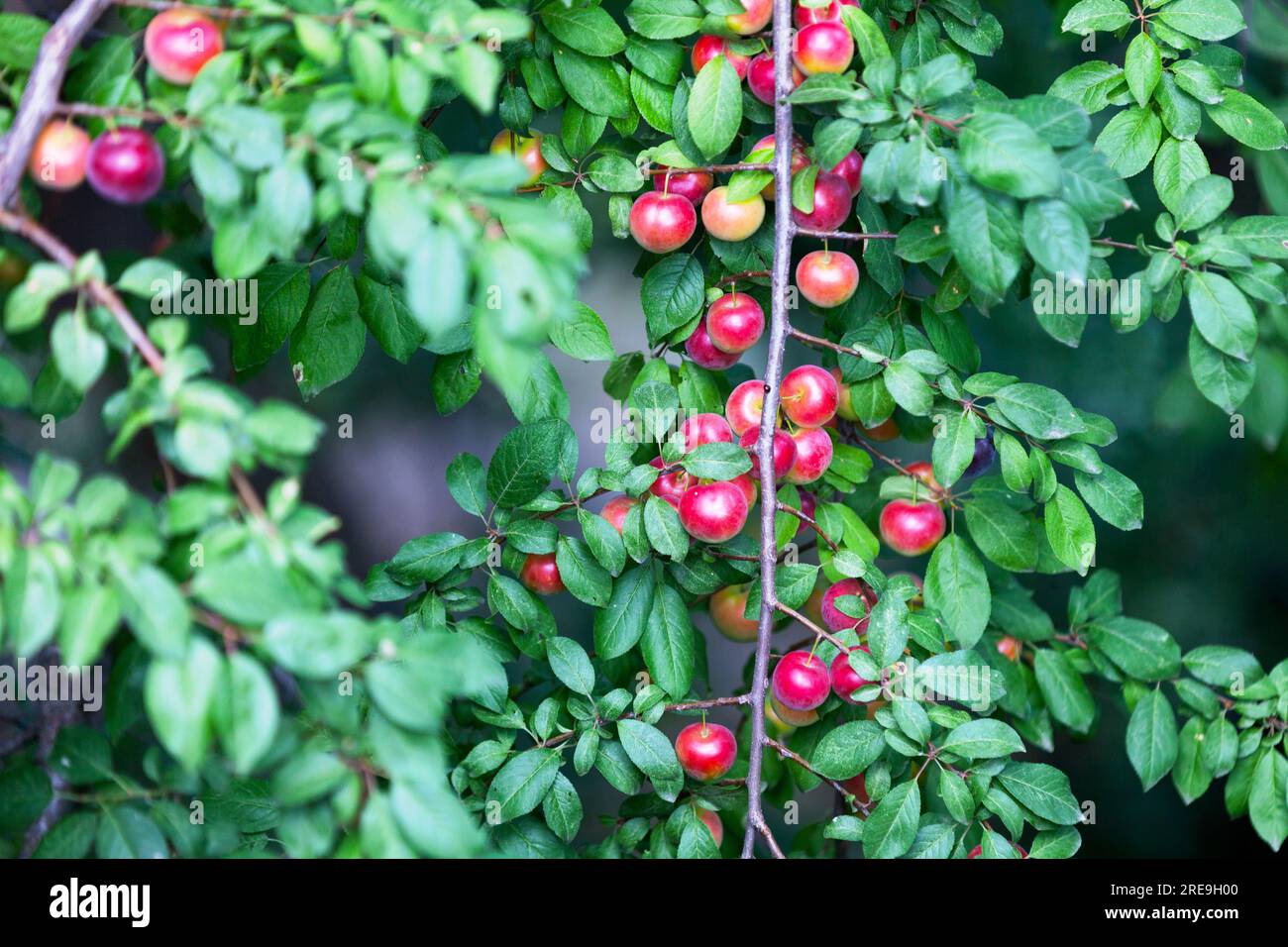 Mirabelle prune prunus domestica hi-res stock photography and images ...