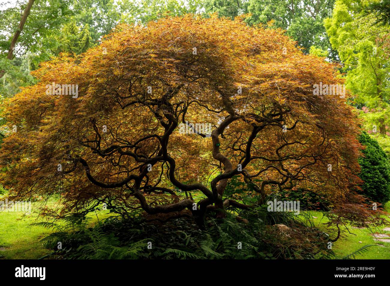 Japanese maple tree (Acer japonicum) Japanese garden in Leverkusen ...