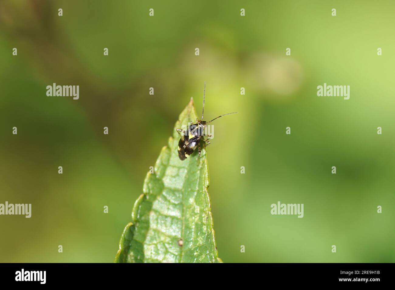 Capsid bugs hi-res stock photography and images - Alamy