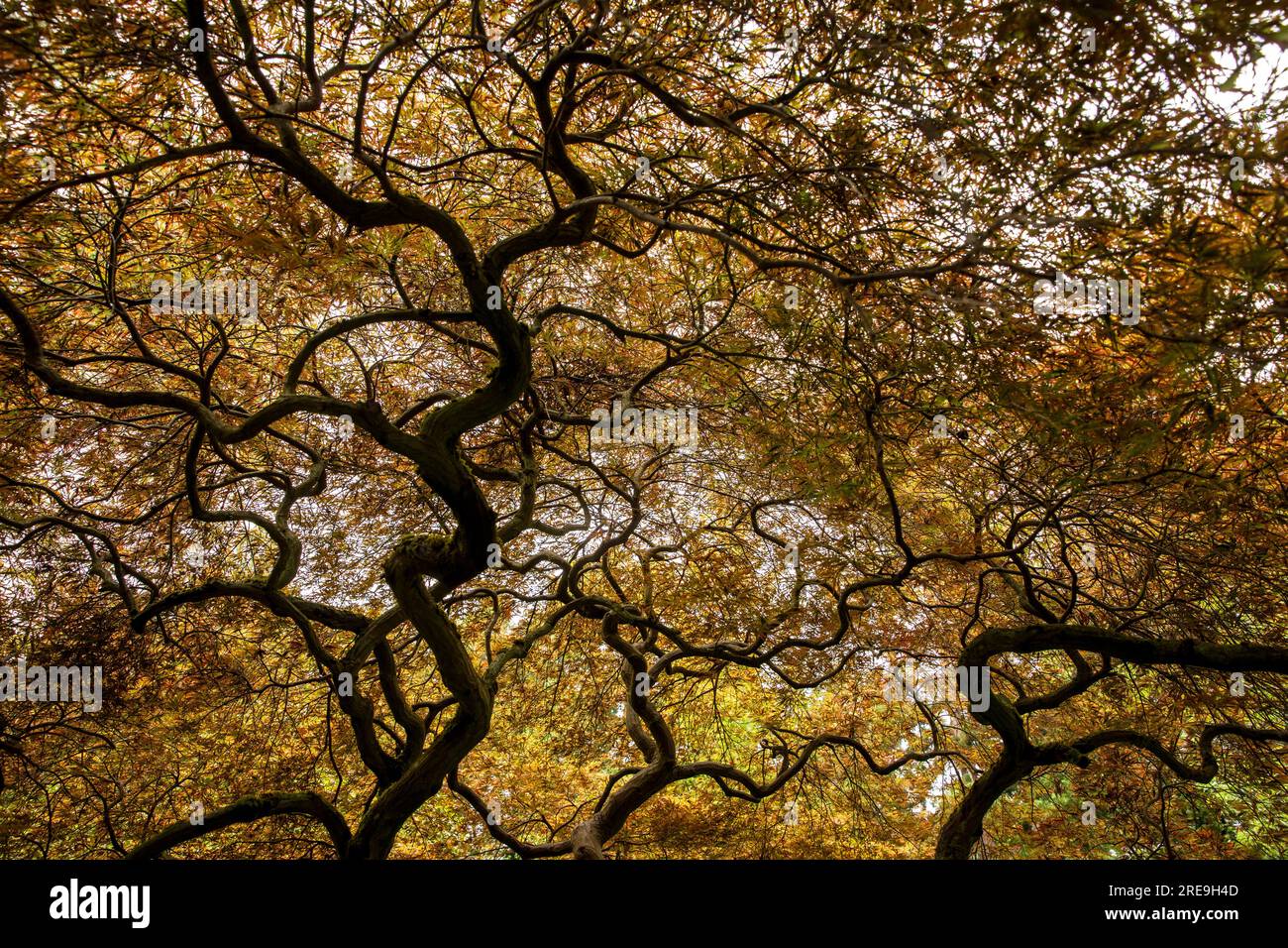 Japanese maple tree (Acer japonicum) Japanese garden in Leverkusen ...