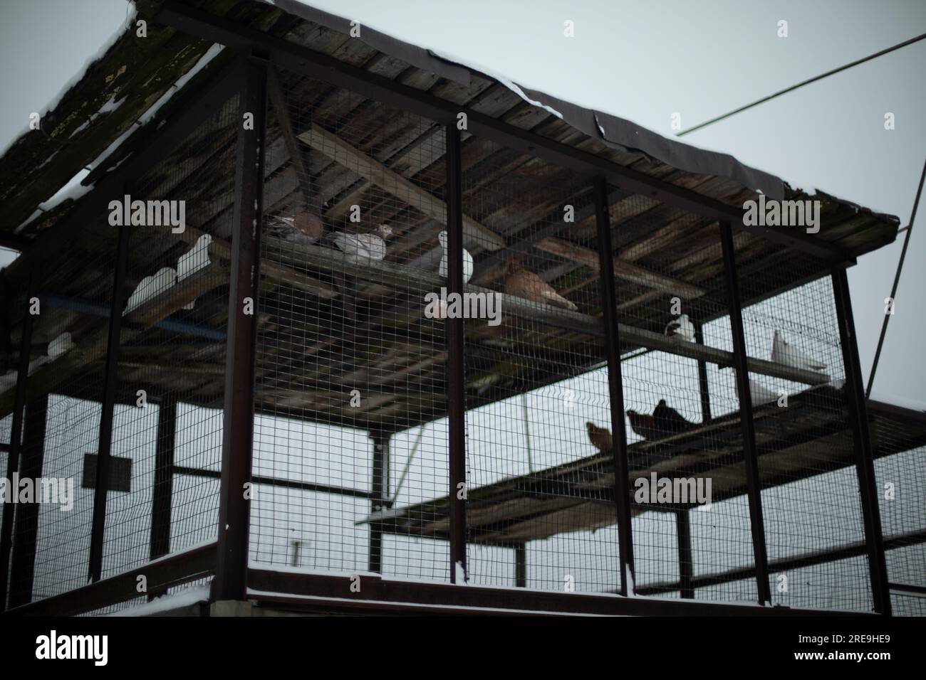 Pigeons in cage. Pigeon farm. Birds behind bars. Animals out of ...