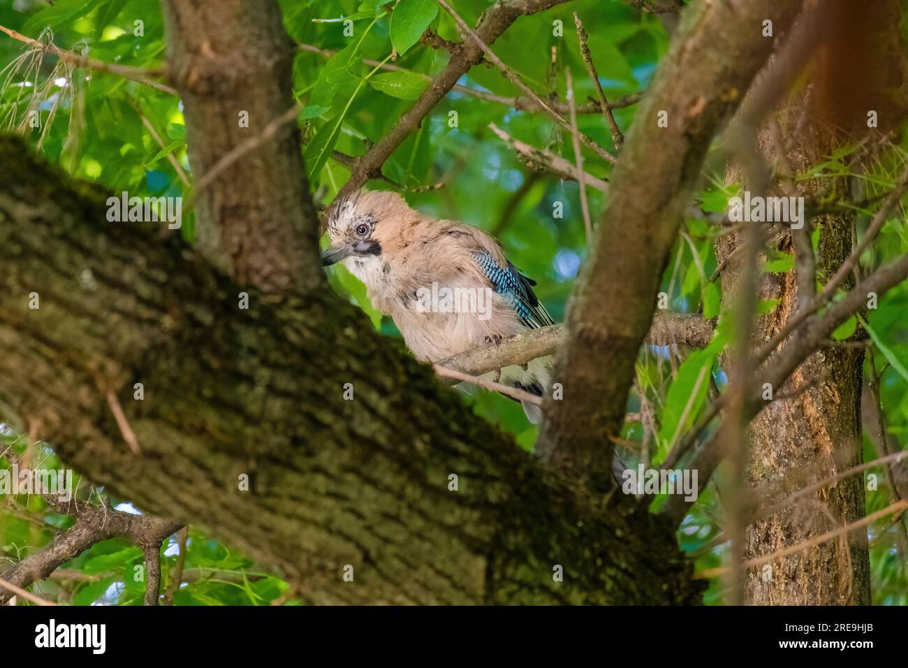 Close-up of Eurasian Jay, birds in wildlife nature Stock Photo - Alamy
