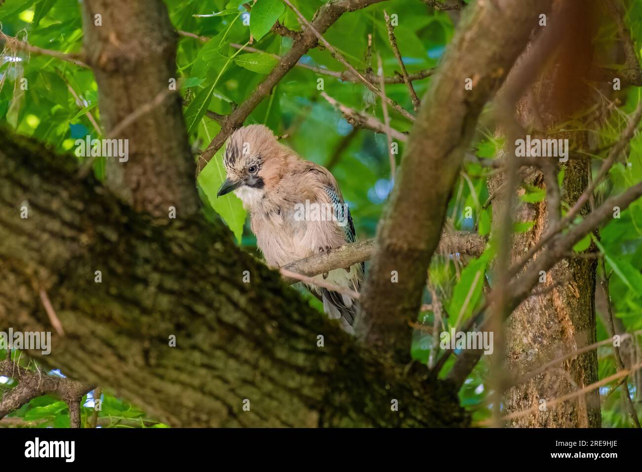 Close-up of Eurasian Jay, birds in wildlife nature Stock Photo - Alamy
