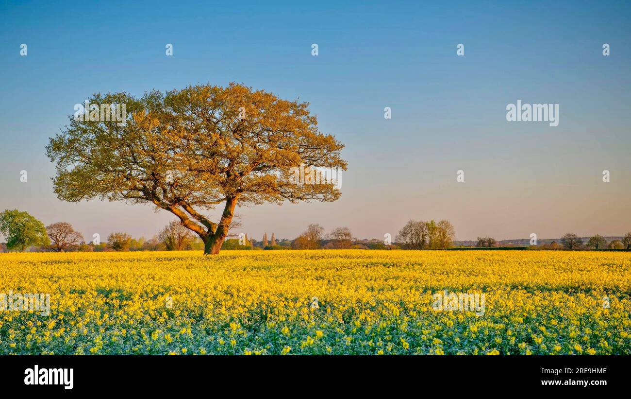 Lone oak tree in hi-res stock photography and images - Alamy